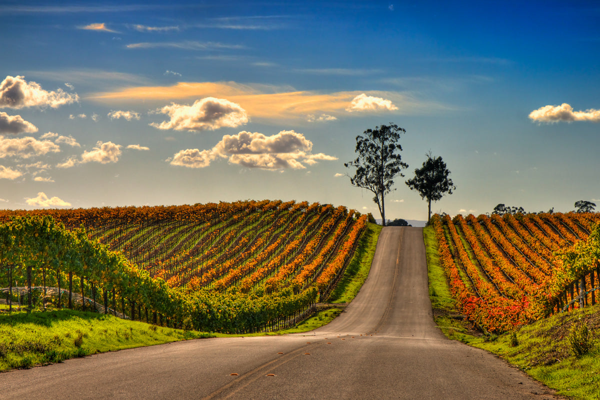 Country Road Wall Art | Country Road Prints | Wine Country Road