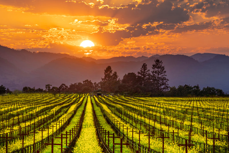 Mayacama Mustard Sunset