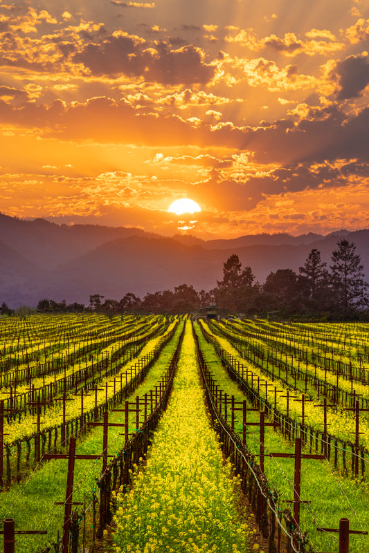 Mayacama Mustard Sunset Vertical