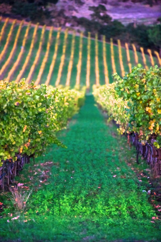 Fall Vineyard Glow Vertical